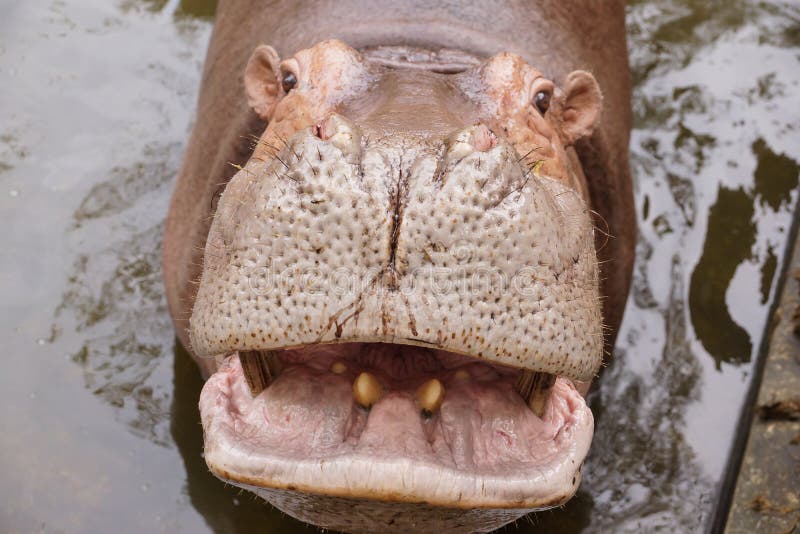 An eye of a hippopotamus stock image. Image of water - 163342563