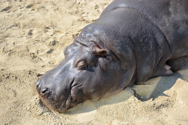 Hippopotamus at the Zoo stock photo. Image of sleep - 156814080