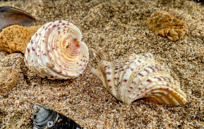 Hippopus Sea Shell on the Sand Stock Photo - Image of biology, aquatic ...