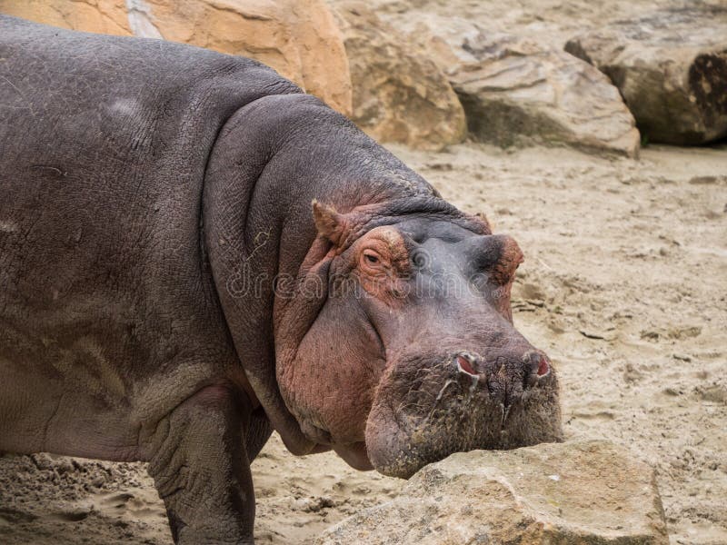 Hippo with Sandy Face stock photo. Image of hippo, scary - 120453646