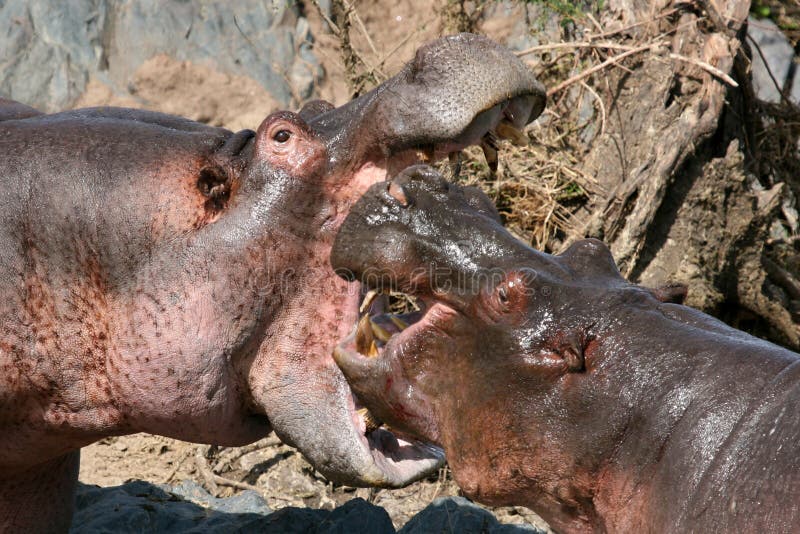 Hippo Defence Stock Photos - Free & Royalty-Free Stock Photos from ...