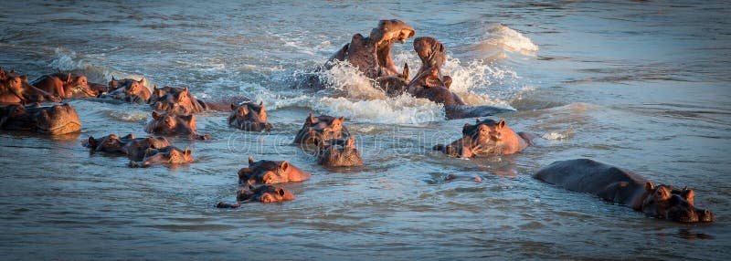 Hippos Playing in the Water. Stock Image - Image of nature, africa ...