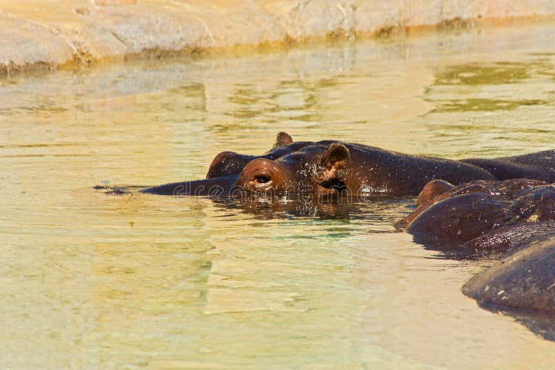Hippos in water stock image. Image of brown, conservation - 54153225