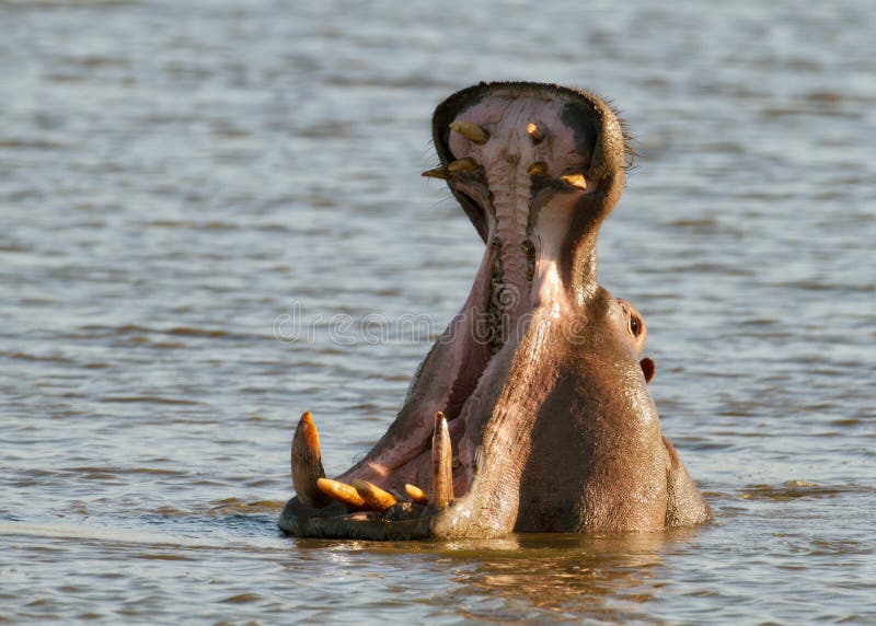 Hippos welcome stock photo. Image of lower, hippopotamus - 25702692