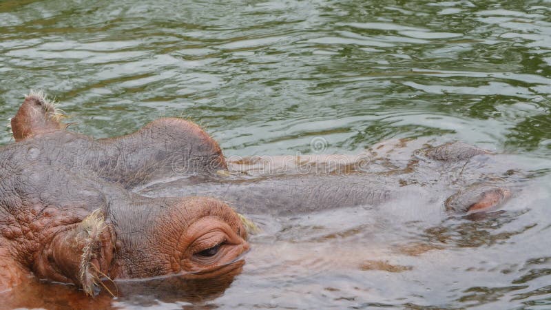 Hippo Floats on Water Surface Stock Video - Video of african, africa ...