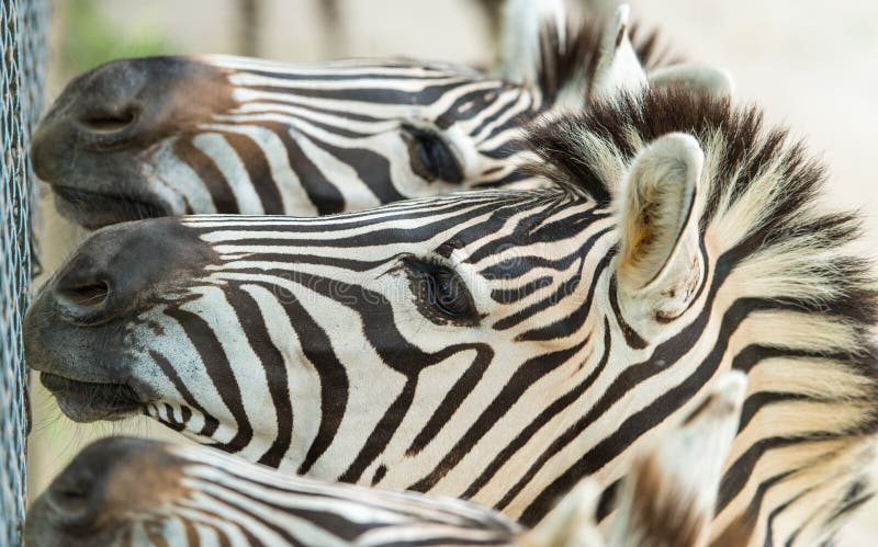 Hippotigris stock photo. Image of plains, mammal, herbivore - 33871096
