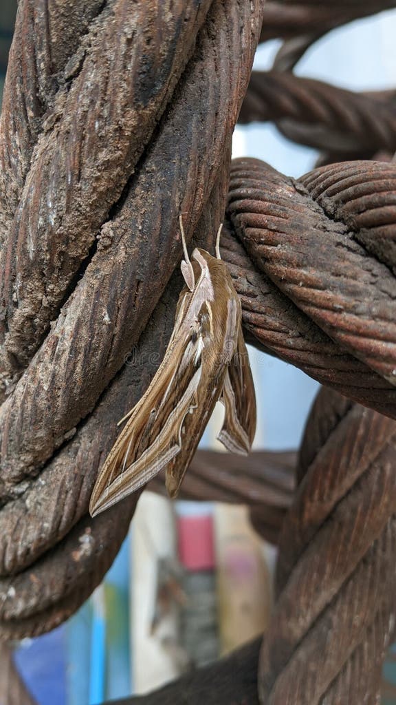 Hippotion Celerio or Grape Hawk Moth Camouflaged with Wire Rope Stock ...