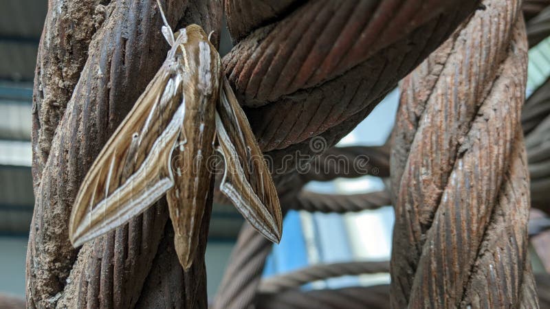 Hippotion Celerio or Grape Hawk Moth Camouflaged with Wire Rope Stock ...