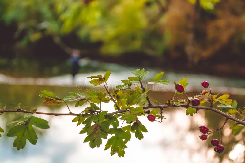 Hips on a Branch in the Fall in the Forest Near the River. Stock Photo ...