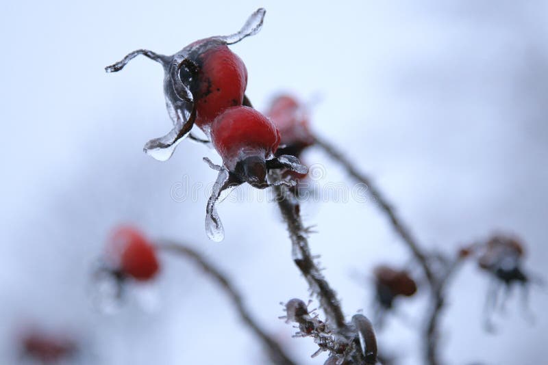 Hips in ice stock image. Image of blue, zero, fruit, hips - 11429435