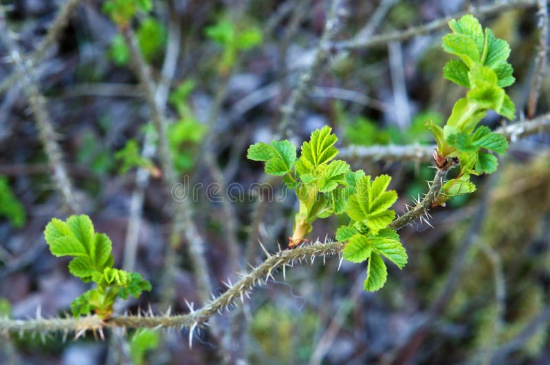 Hips, Twigs, Leaves, Spring, Bloom, Buds are Swelling, Briar, Rosehip ...