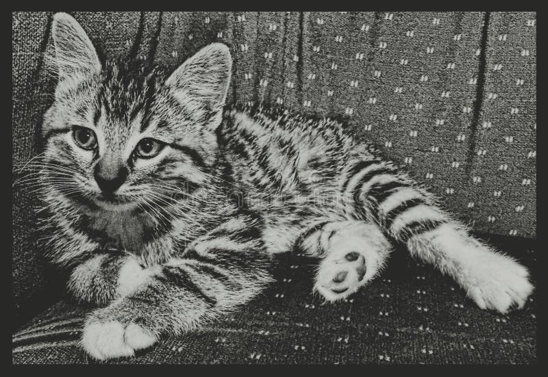 Hiraeth stock photo. Image of tabby, kitty, hiraeth, black - 70706036