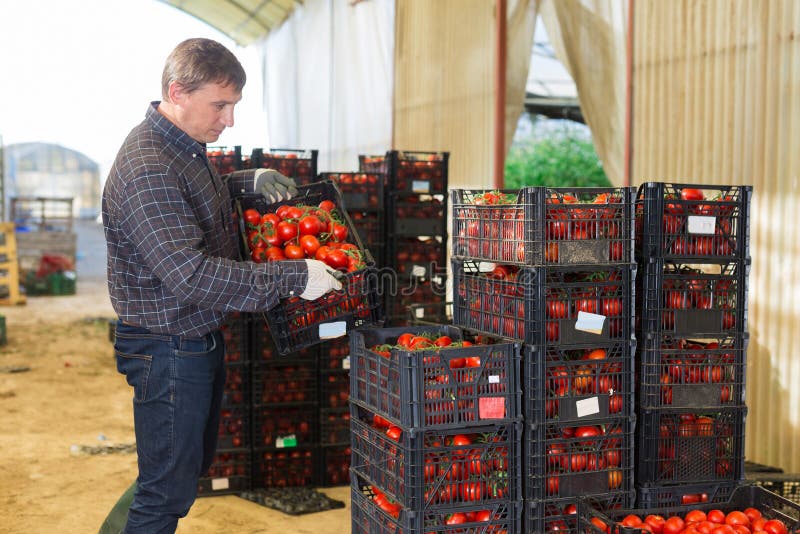 Hired Worker Carries Boxes of Tomatoes in the Backyard Stock Image ...