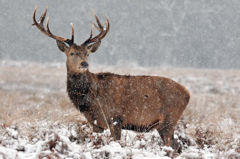 Hirsch stockfoto. Bild von erwachsener, jahreszeit, wald - 12778772