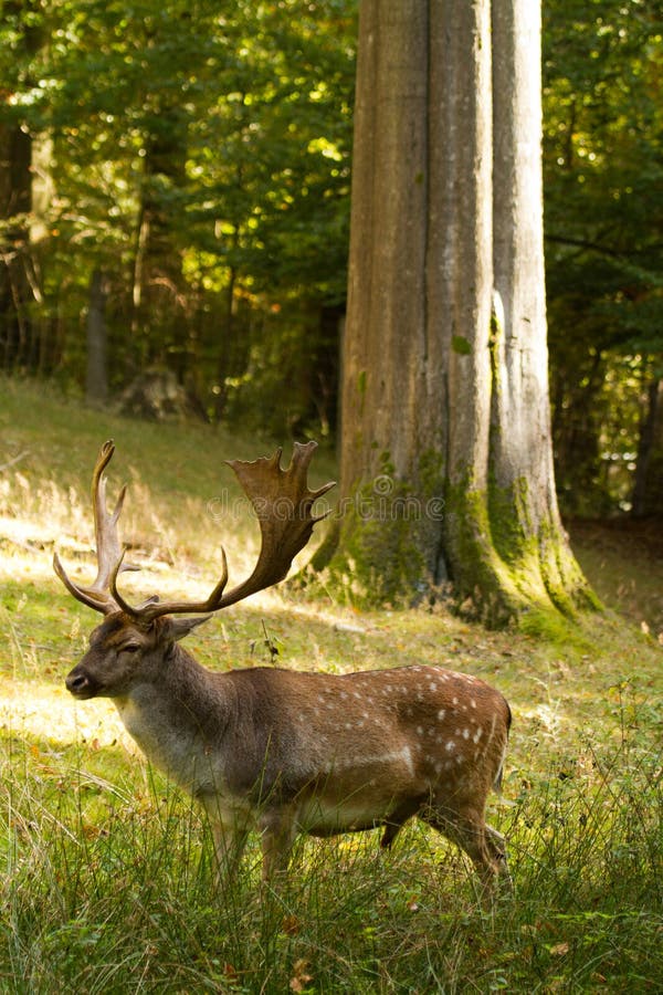 Hirsch imagen de archivo. Imagen de cubo, animal, hirsch - 34298805