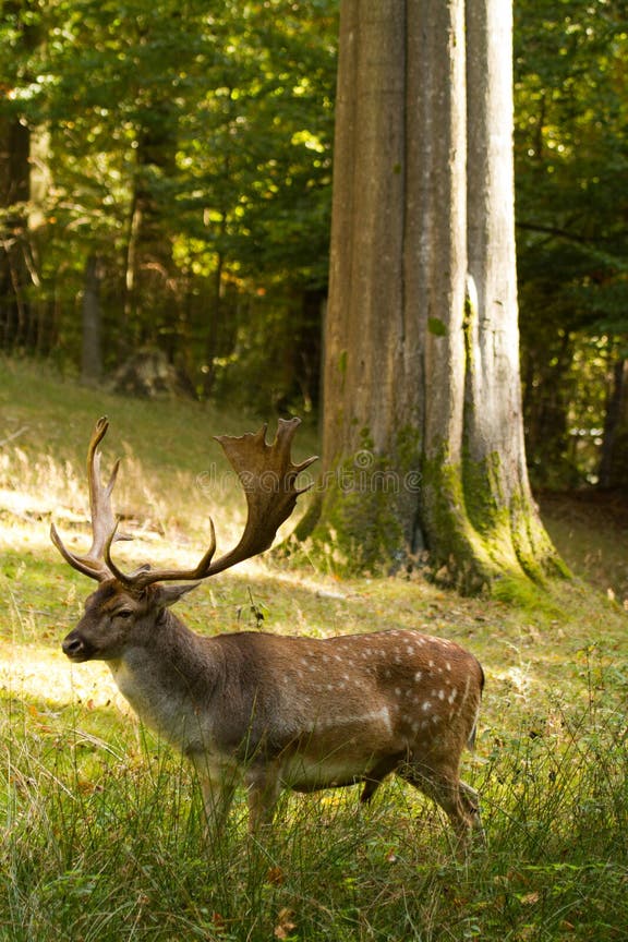 Hirsch imagen de archivo. Imagen de cubo, animal, hirsch - 34298805