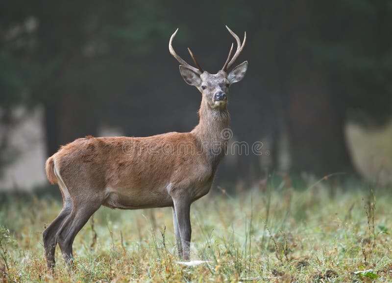 Hirsch der roten Rotwild stockbild. Bild von frost, rotwild - 26791969