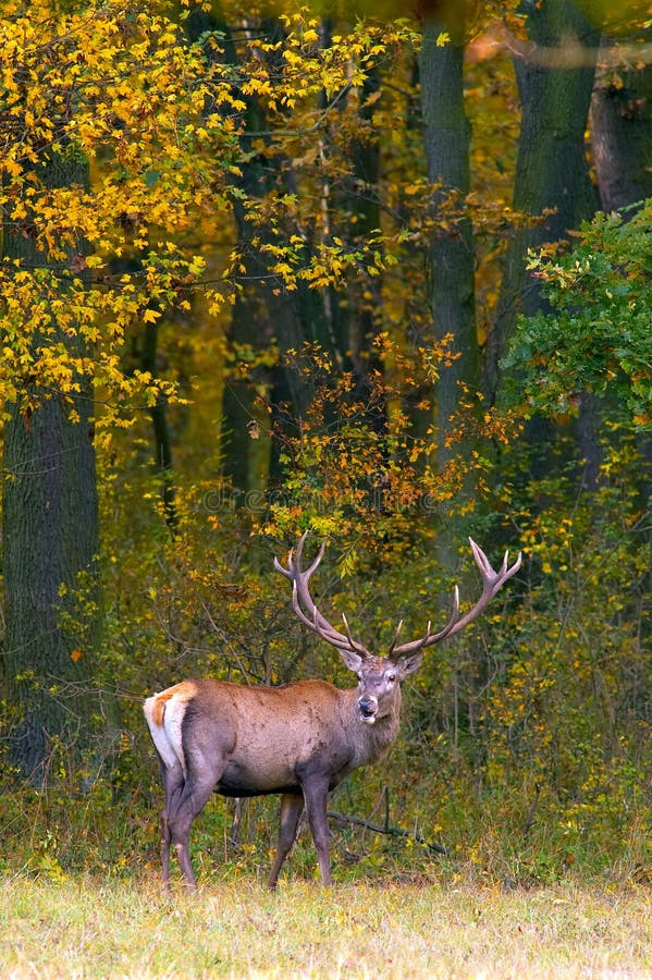 Hirsch der roten Rotwild stockbild. Bild von tier, spiel - 8553107