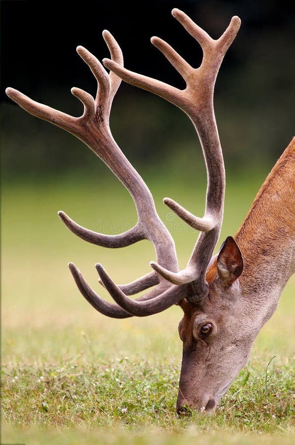 Hirsch der roten Rotwild stockbild. Bild von porträt, gras - 8553119
