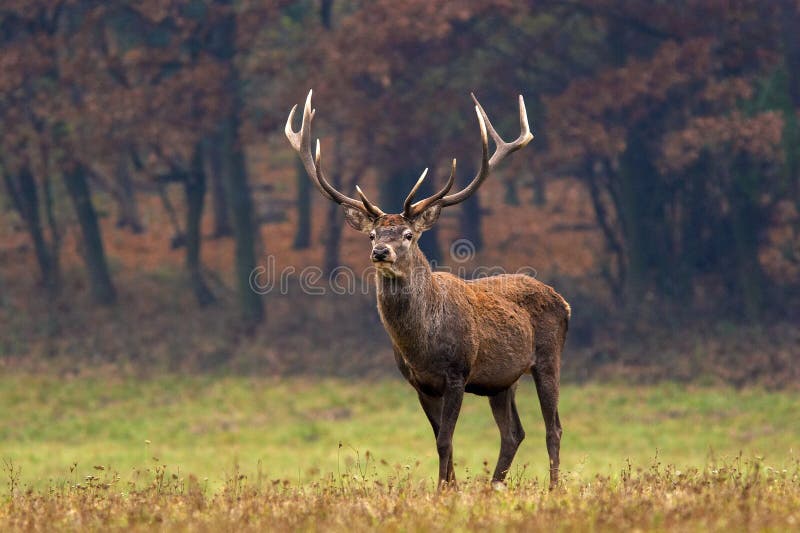 Rotwild-Hirsch frontal stockfoto. Bild von holz, jagd - 7159494