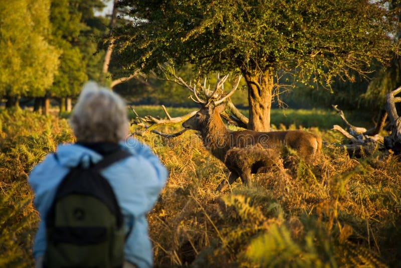 Hirsch in London stockbild. Bild von herrschaft, mann - 22604029