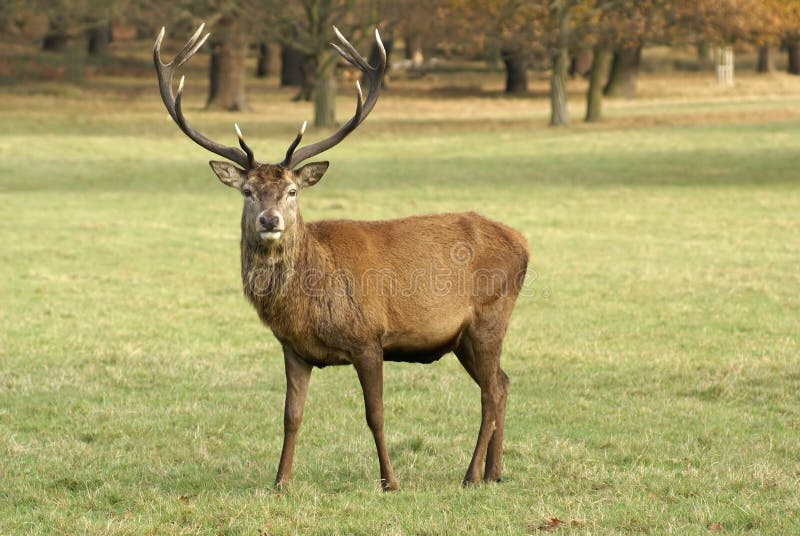 Hirsch-Rotwild stockfoto. Bild von tier, spiel, säugetier - 4453780
