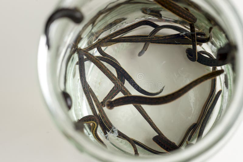 Hirudotherapy. Medizinische Blutegel in Einem Glas Wasser Stockfoto ...