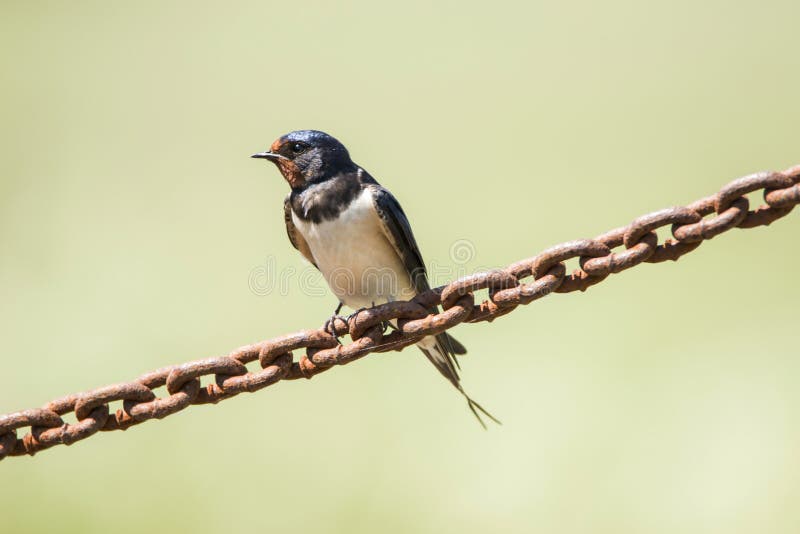 Swallow, Hirundo Rustica. Insect Catcher Stock Image - Image of arrow ...