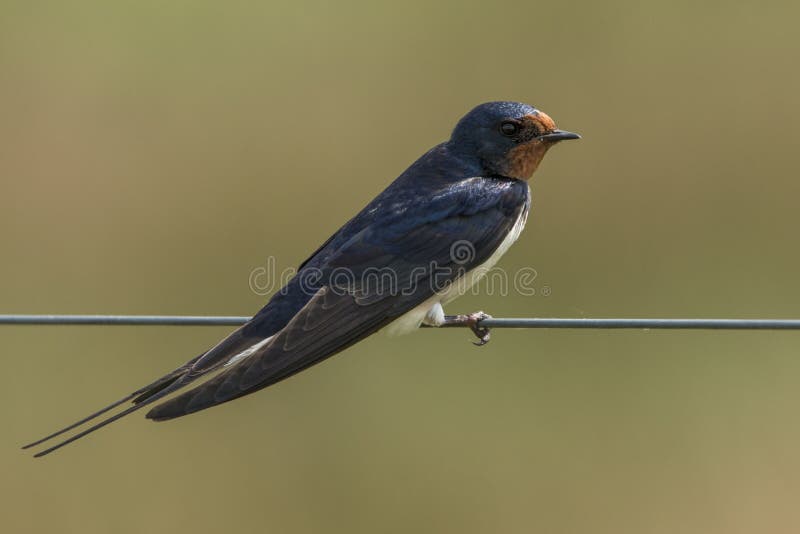 Swallow, Hirundo Rustica. Insect Catcher Stock Image - Image of fast ...