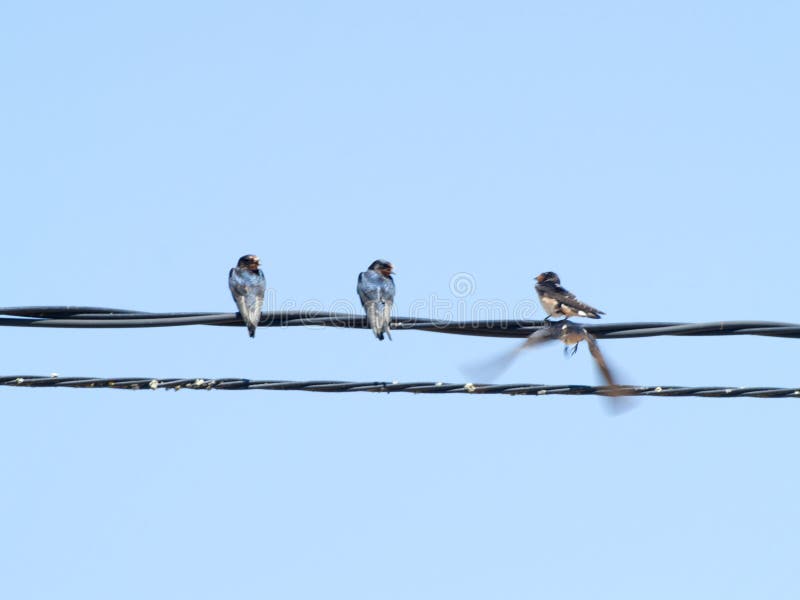 Hirundo Rustica - Swallows Perching on a Cable at Summertime Stock ...