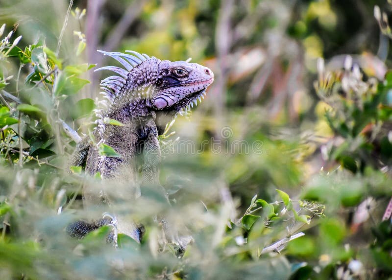 Big Lizard with Mohawk Spikes on Branch Stock Image - Image of closeup ...
