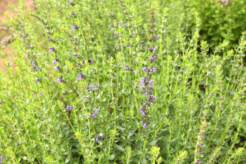 Planta del Hisopo foto de archivo. Imagen de cocina, fondos - 10772212