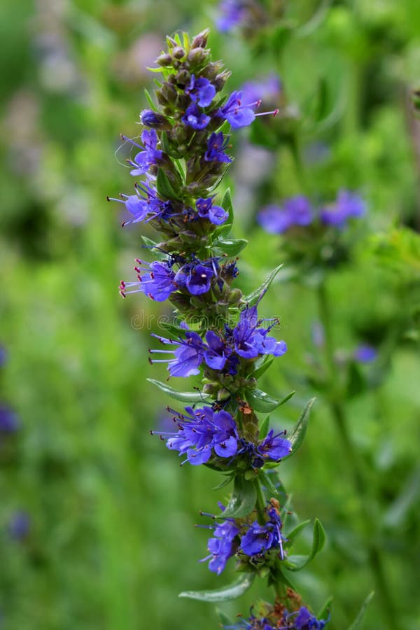 Hisopo azul floreciente foto de archivo. Imagen de verano - 95034508
