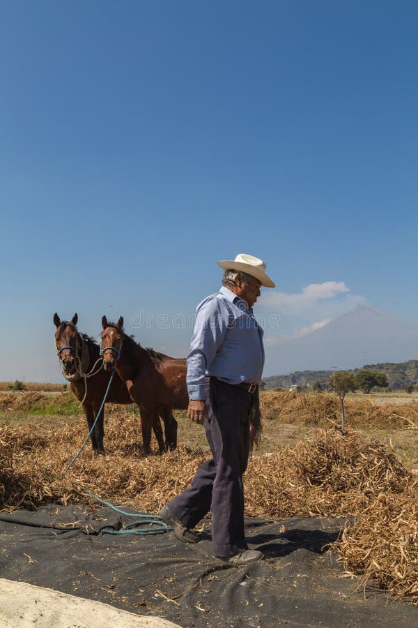 Hispanic Farmer Harvesting with Horses Organic Bean Stock Photo - Image ...