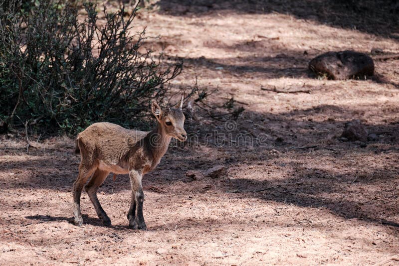 Hispanic Goat Calf in the Mountain Stock Image - Image of bush ...