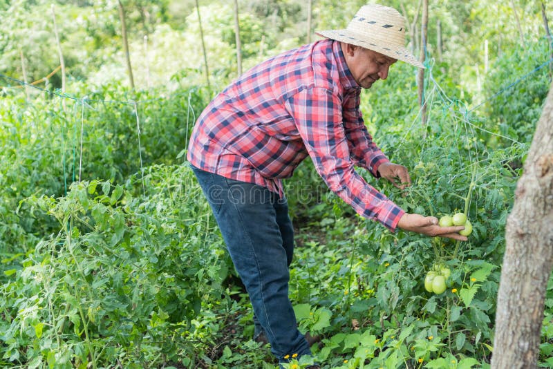 Hispanic Worker Examining Tomato Plants in the Field Stock Photo ...