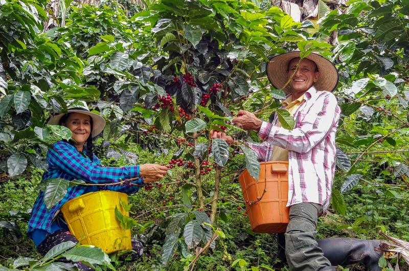 Hispanic Workers Happily Picking Beans from the Robusta Coffee Tree ...