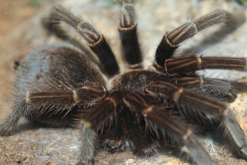 Hispaniolan Giant Tarantula Stock Photo - Image of dominican, arachnid ...