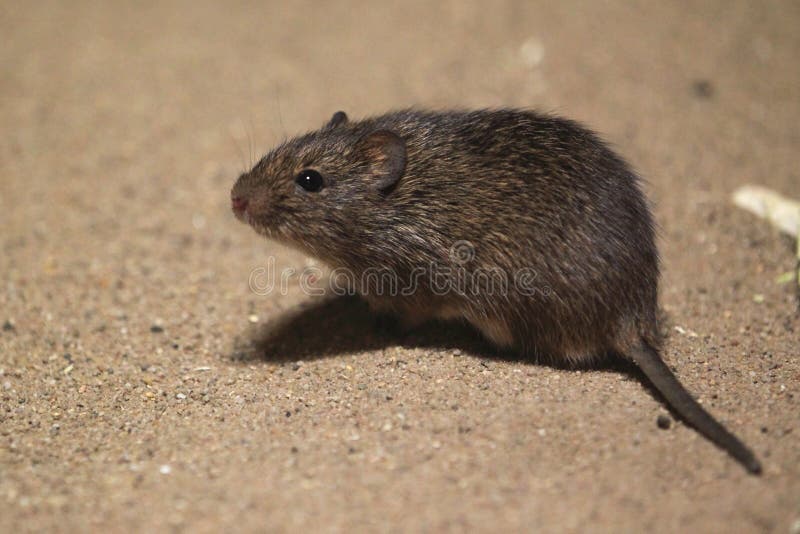 Hispid cotton rat stock image. Image of cotton, soil - 24427339