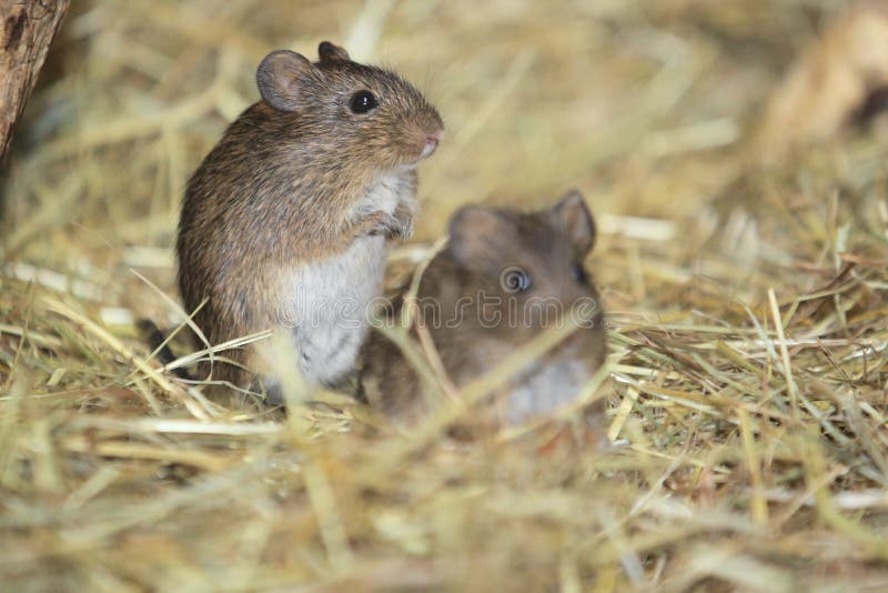 Hispid cotton rat stock image. Image of couple, straw - 62670483