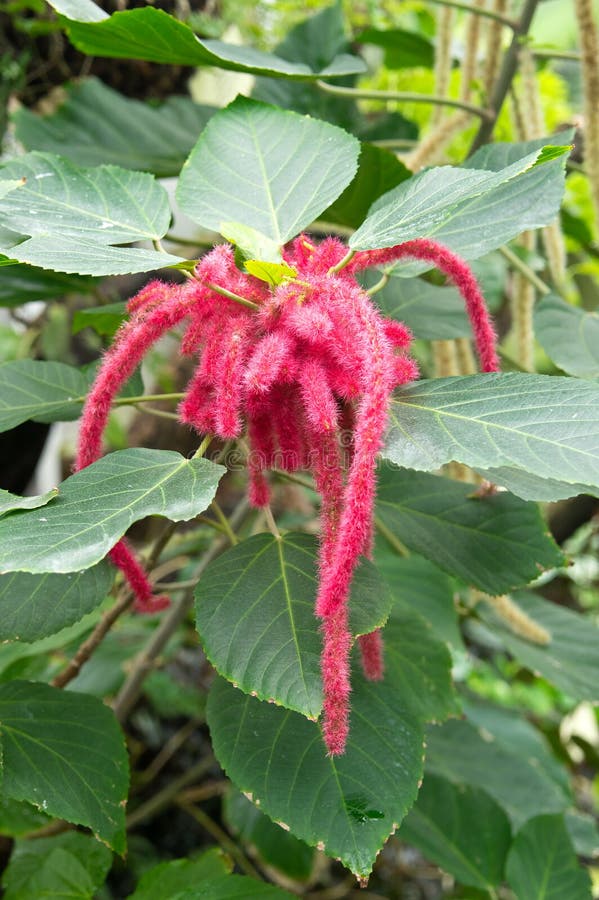 Plan Del Hispida Del Acalypha Imagen de archivo - Imagen de flor ...