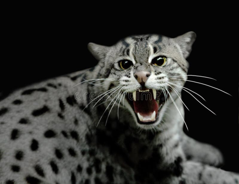 Hissing Snow Leopard Front View