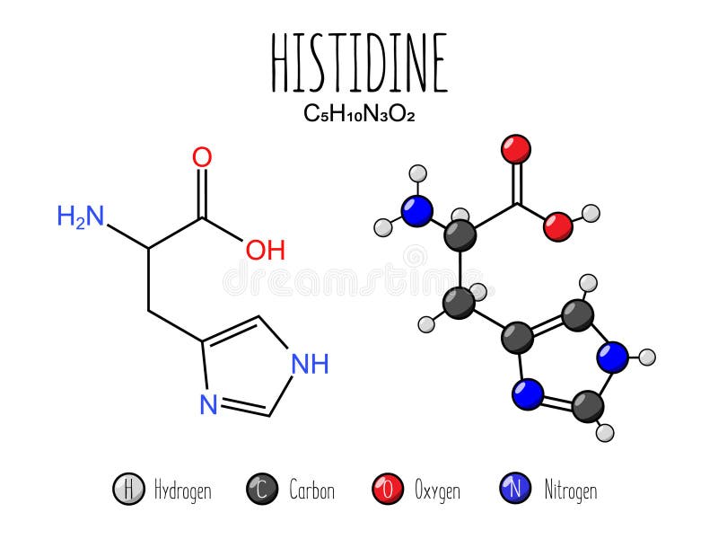 Histidine Amino Acid Representation. Stock Vector - Illustration of ...