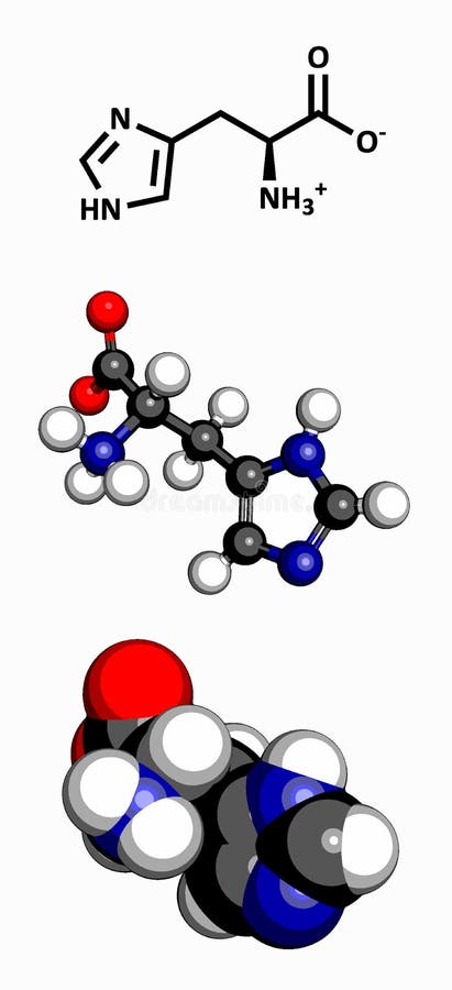 Histidine L- Histidine, His, H Amino Acid Molecule. it is Used in the ...