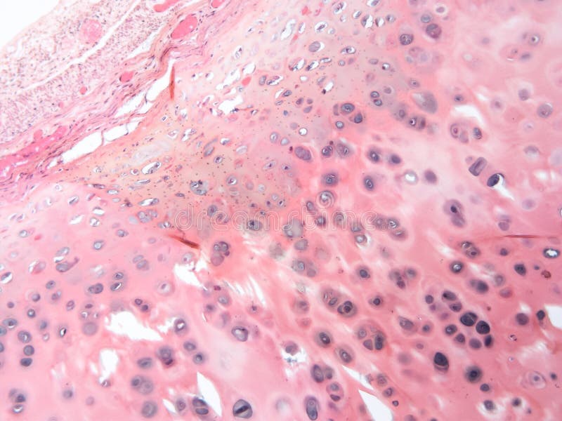 Histologia Dychawki Istoty Ludzkiej Tkanka Obraz Stock Obraz Złożonej