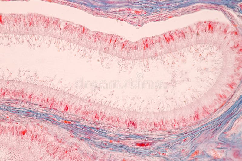 Histological Epididymis and Testis Human Cells Under Microscope. Stock ...