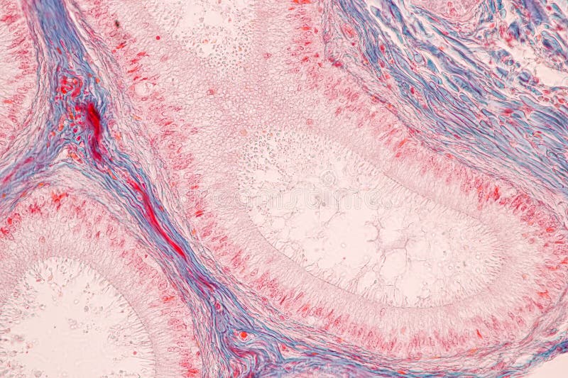 Histological Epididymis and Testis Human Cells Under Microscope. Stock ...