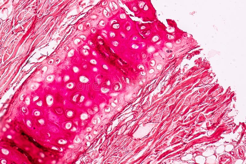 Histological Sample Elastic Cartilage Tisue Under the Microscope. Stock ...