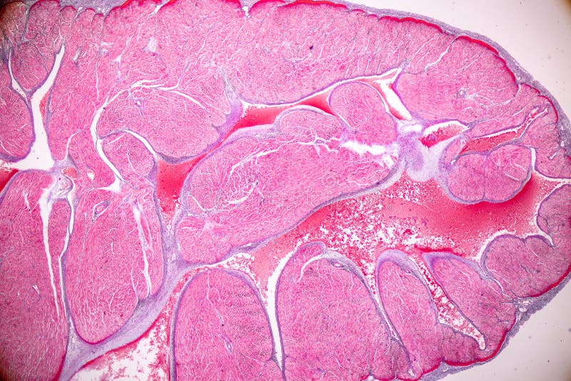 Histological Sample Heart Muscle Tissue Under the Microscope. Stock ...