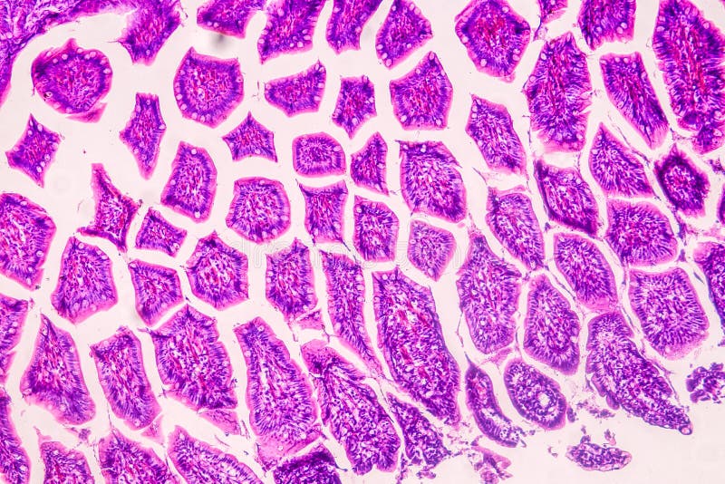 Histological Sample of Human Under the Microscope. Stock Image - Image ...